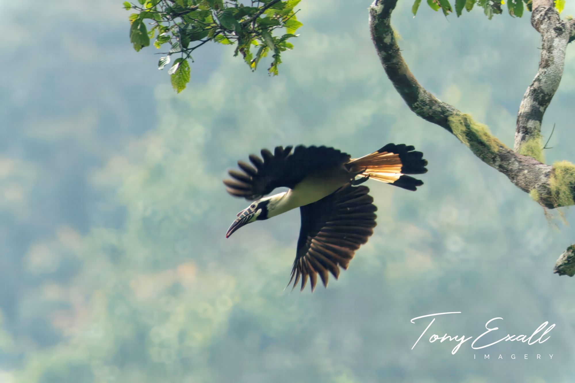 Birdwatching in Negros Oriental - Home to over 315 bird species