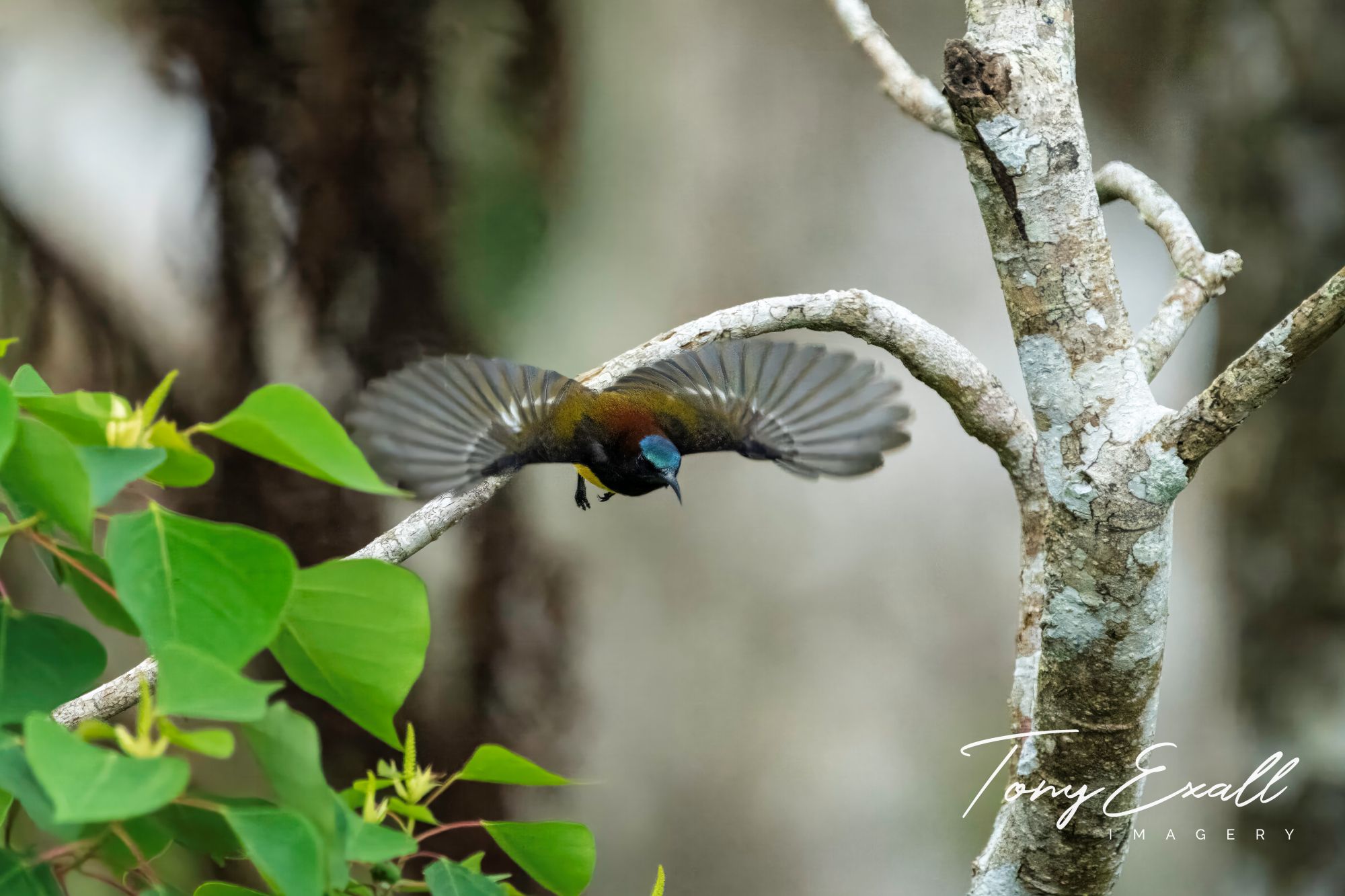 Birdwatching in Negros Oriental - Home to over 315 bird species