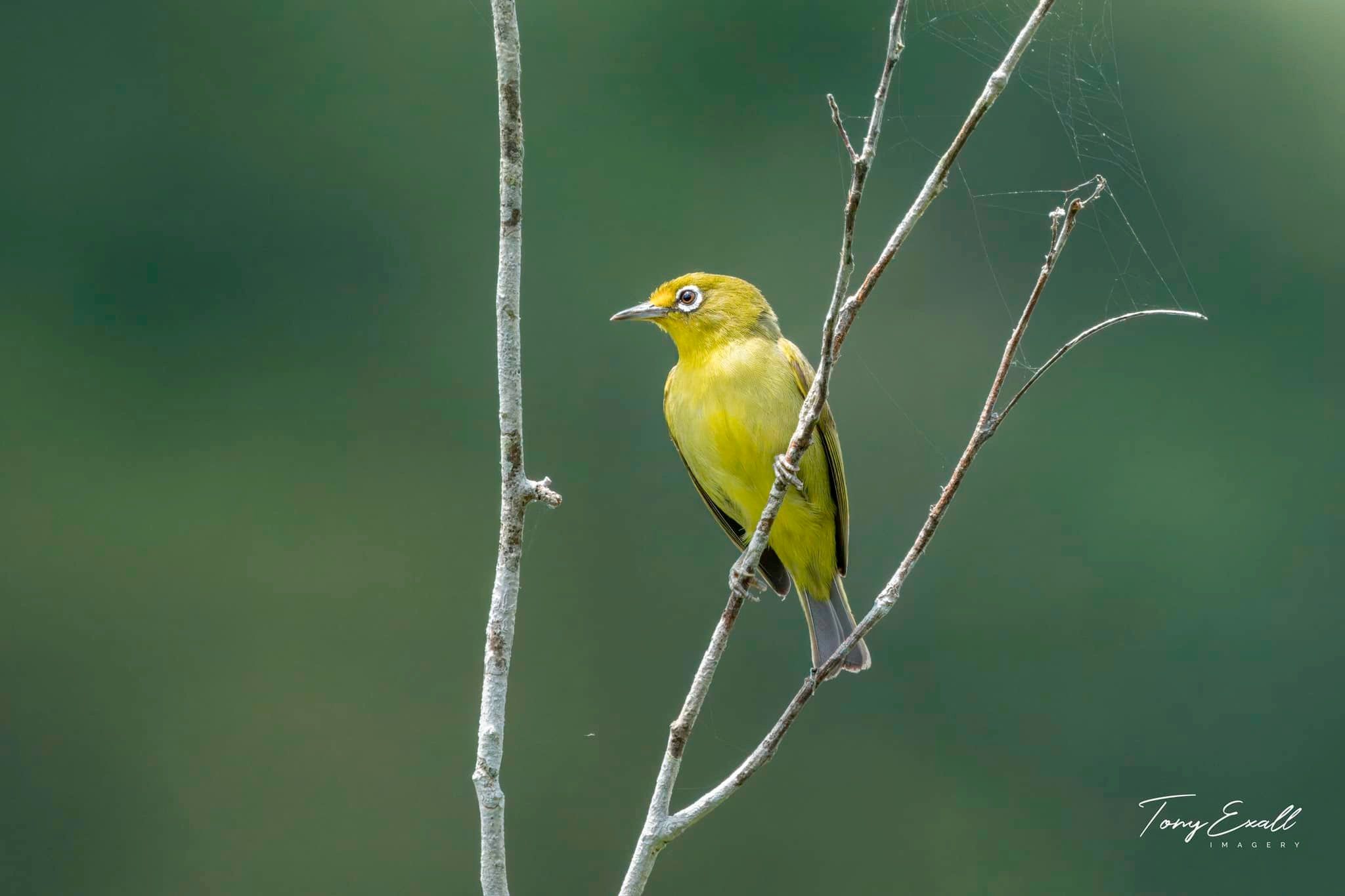 Birdwatching in Negros Oriental - Home to over 315 bird species