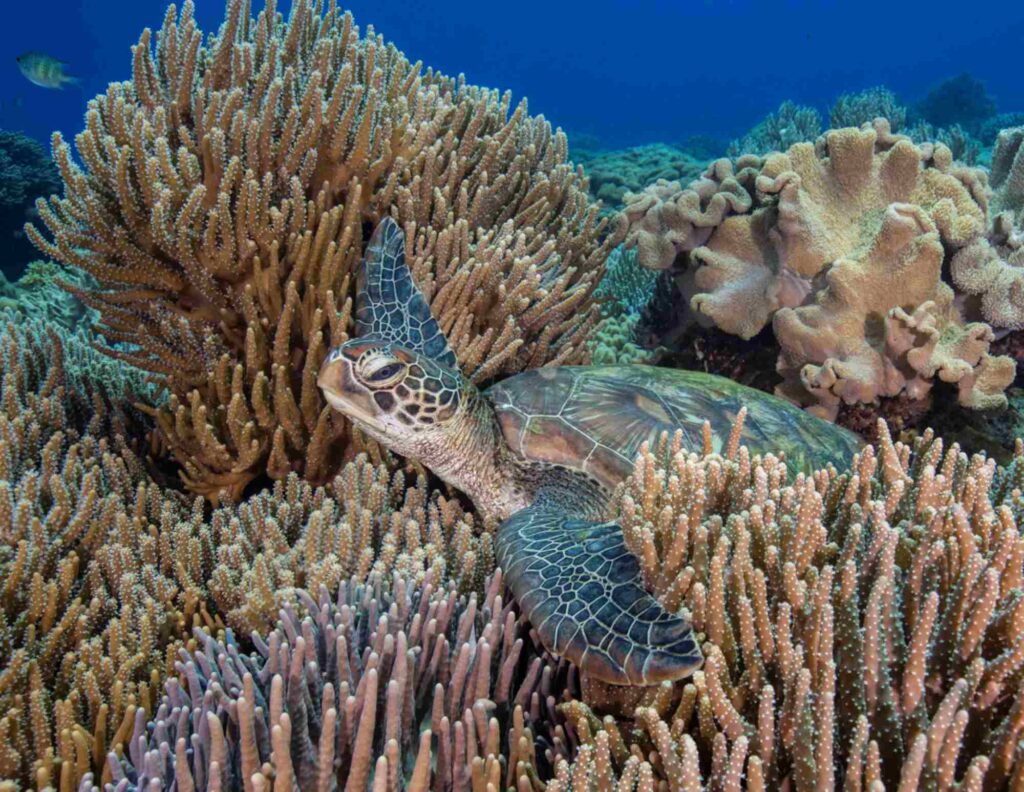 Reefs Seagrasses and Mangroves: A Hidden Ecosystem - Atmosphere Resorts ...