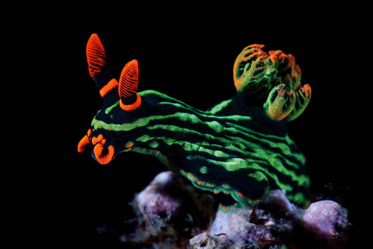 10 Things You Didn’t Know About Nudibranchs - Atmosphere Resorts & Spa